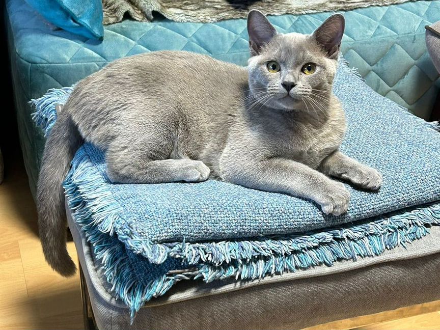 Бурманский кот