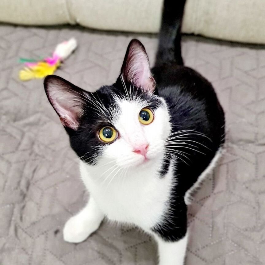 Котенок мальчик в дар