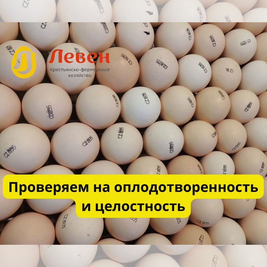 Инкубационное яйцо росс-308