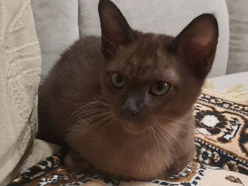 Евро Бурма малыши