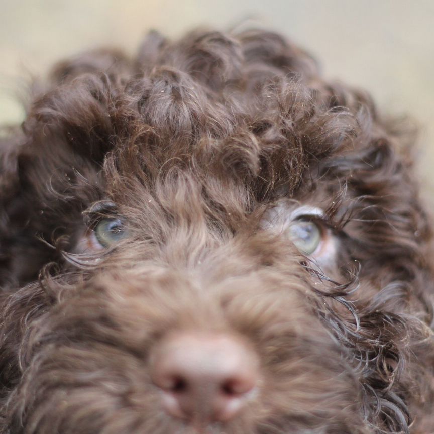 Шикарный мальчик испанская водяная