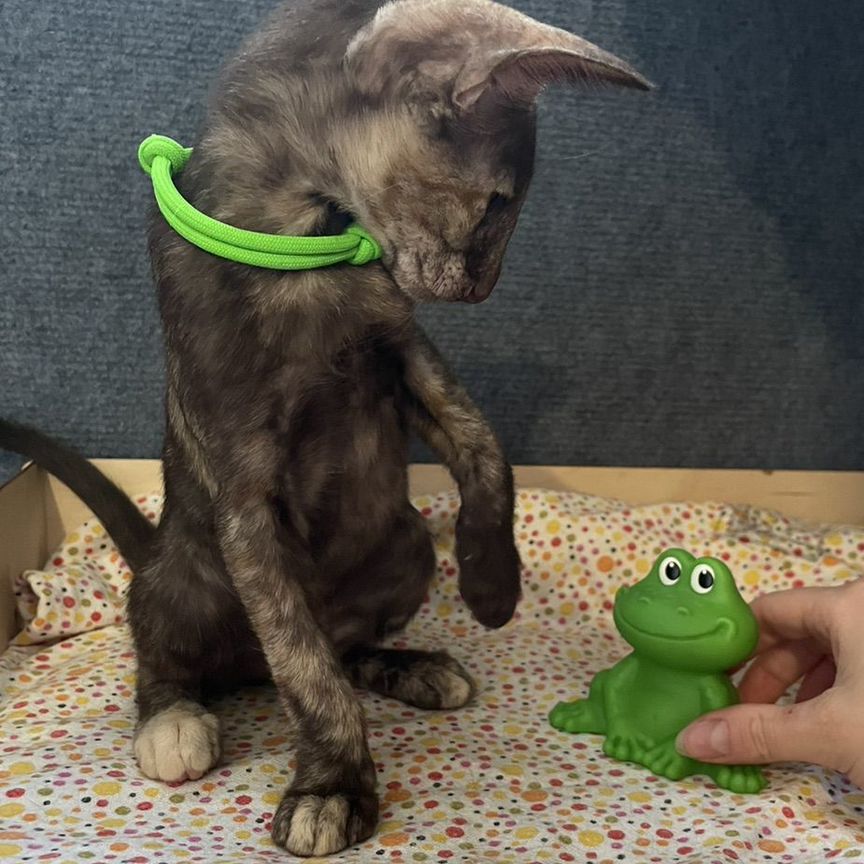 Ориентальный котенок