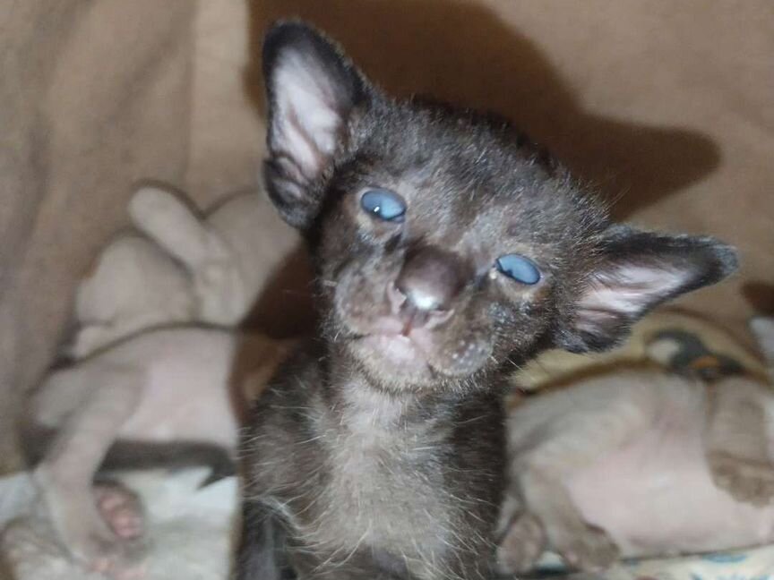 Ориентальные котята