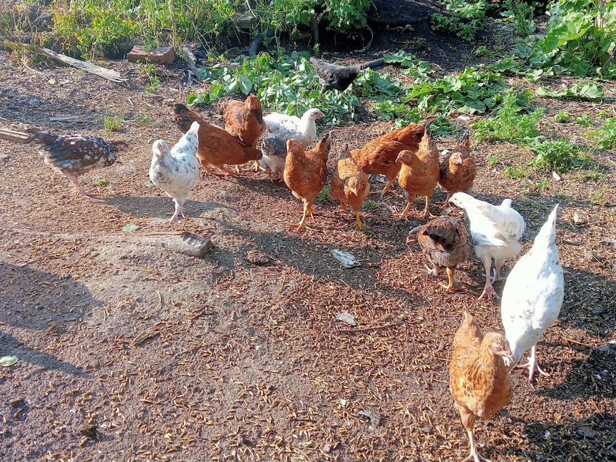 Продам курочки несушки , 3 месяца