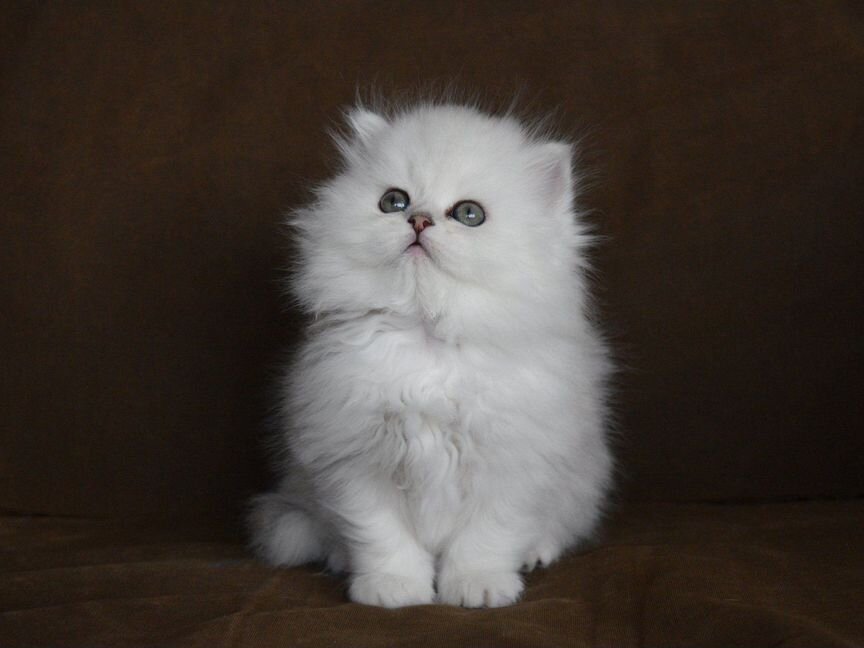 Пушистые британские кошечки