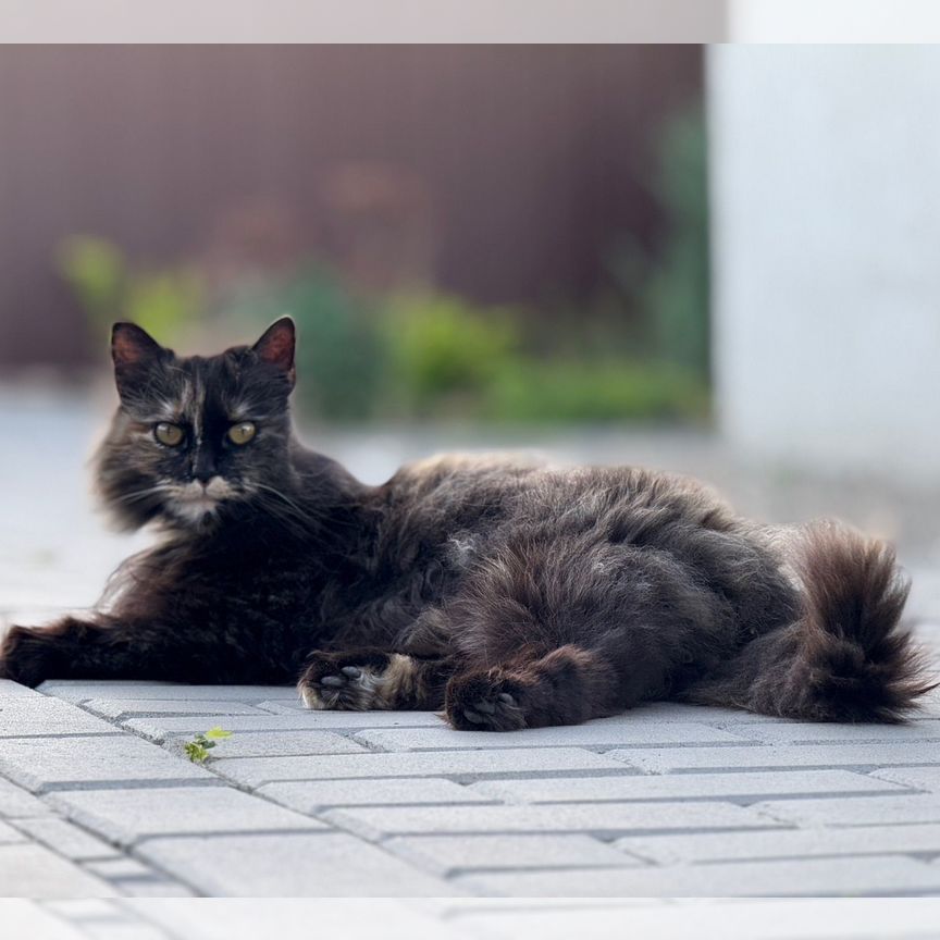 Взрослая, кошка в добрые руки