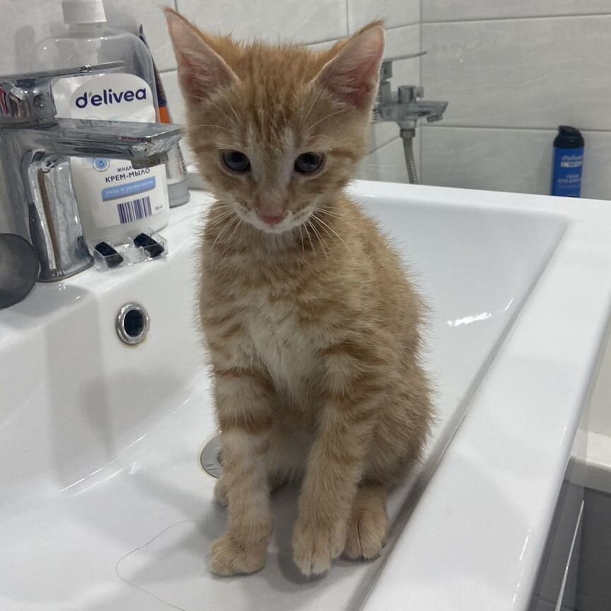 Котёнок в добрые руки