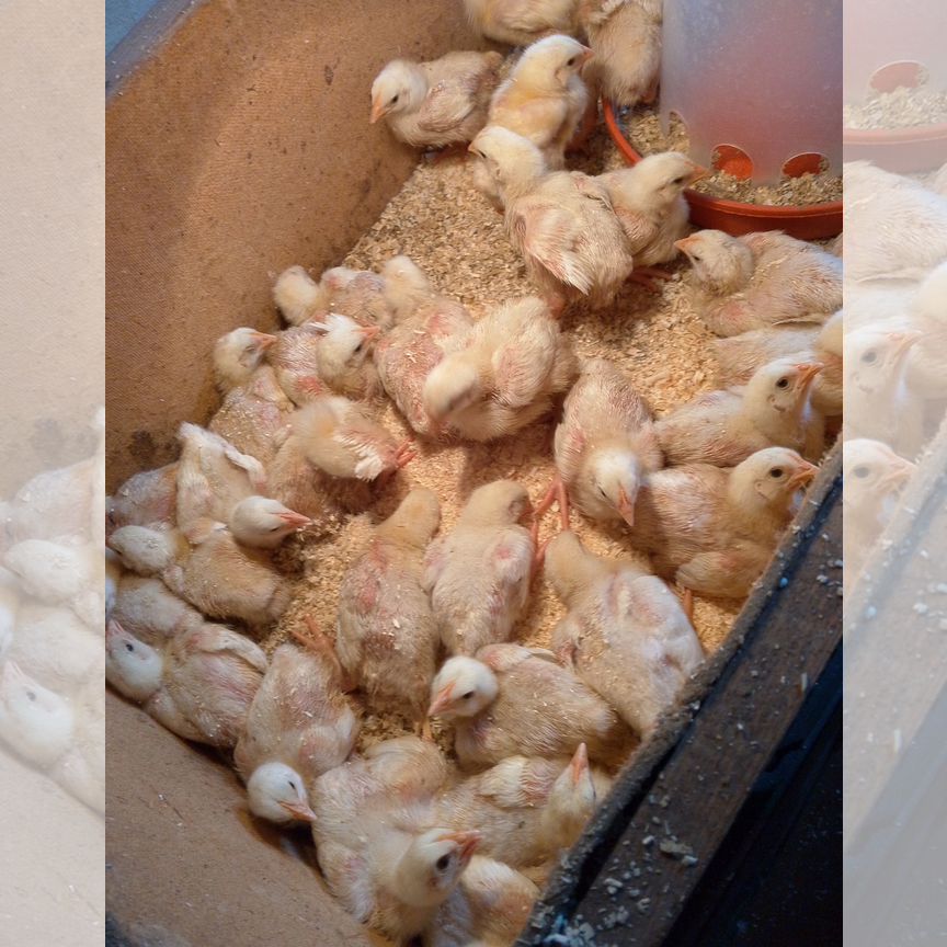 Цыплята бройлеры