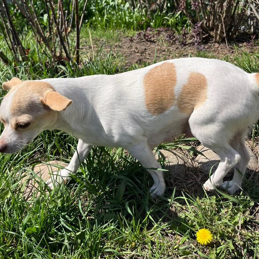 Продам щенка чихуахуа