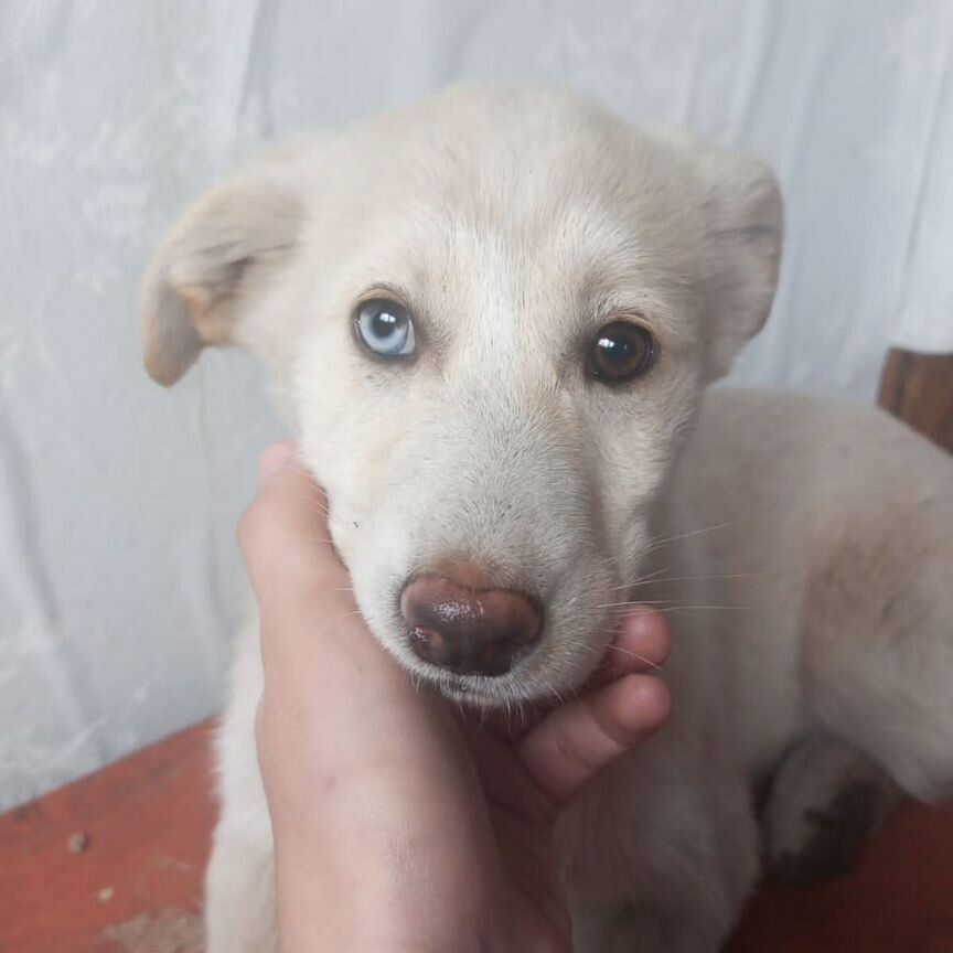 Отдам в добрые руки