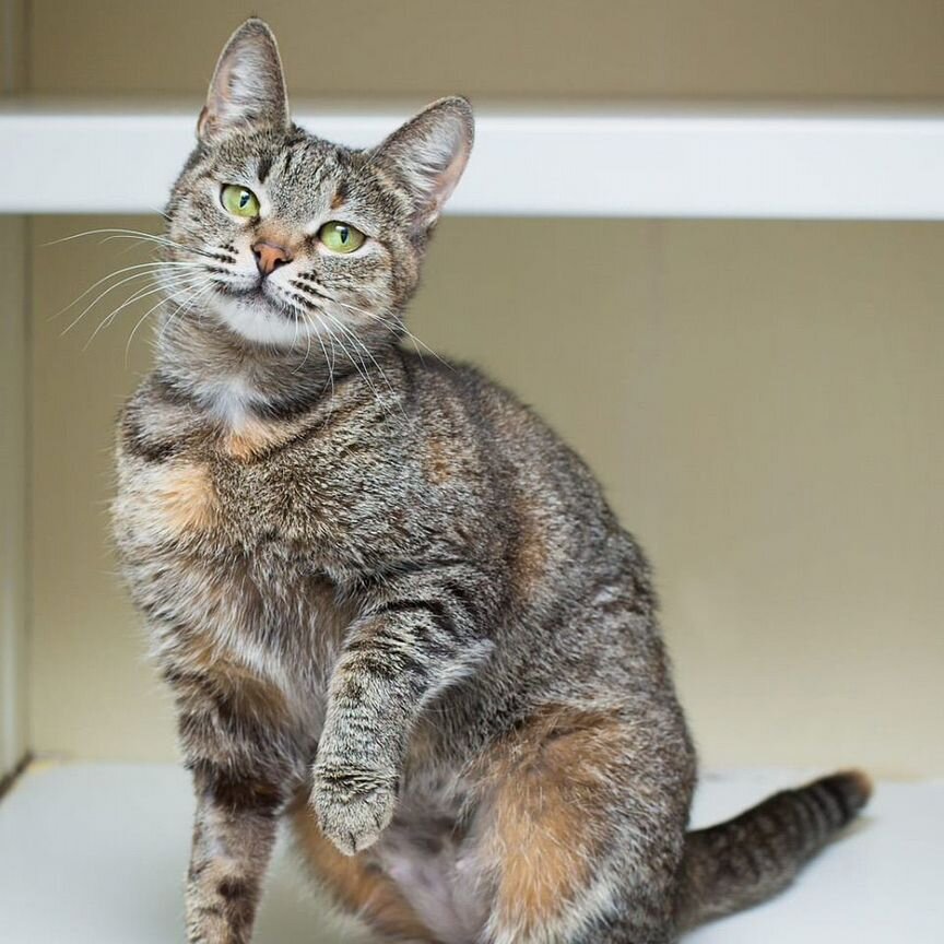 Кошечка в добрые руки