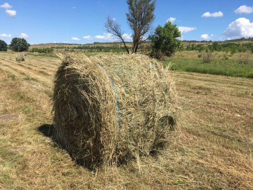 Сено луговое разнотравье