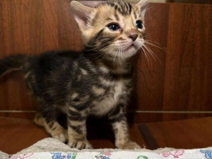 Бенгальские котята