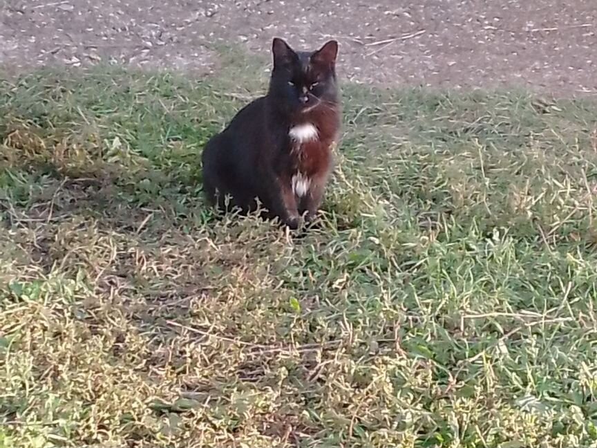 Кошка