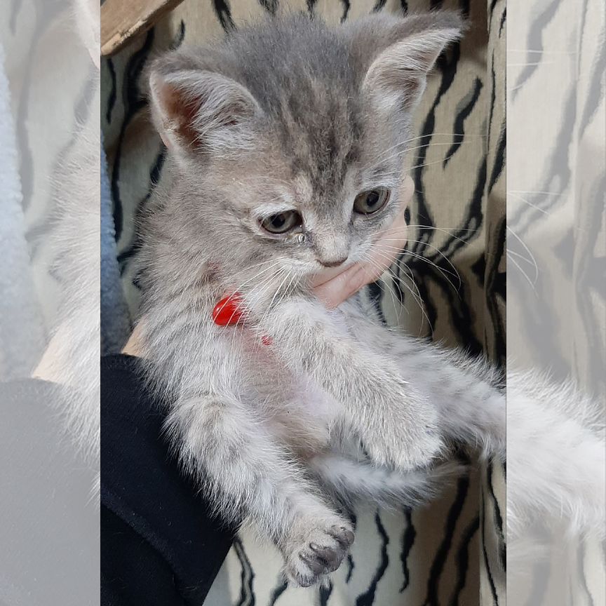 Котёнок в добрые руки