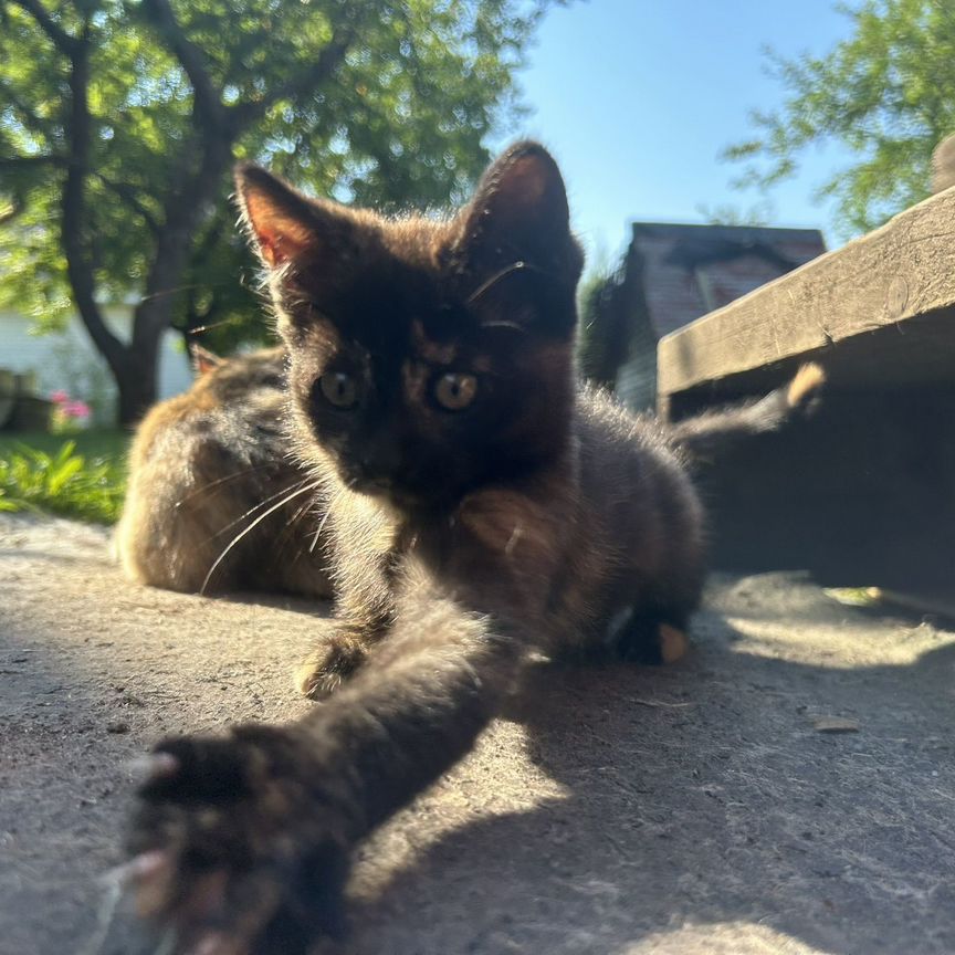 Подпалый котенок ищет дом