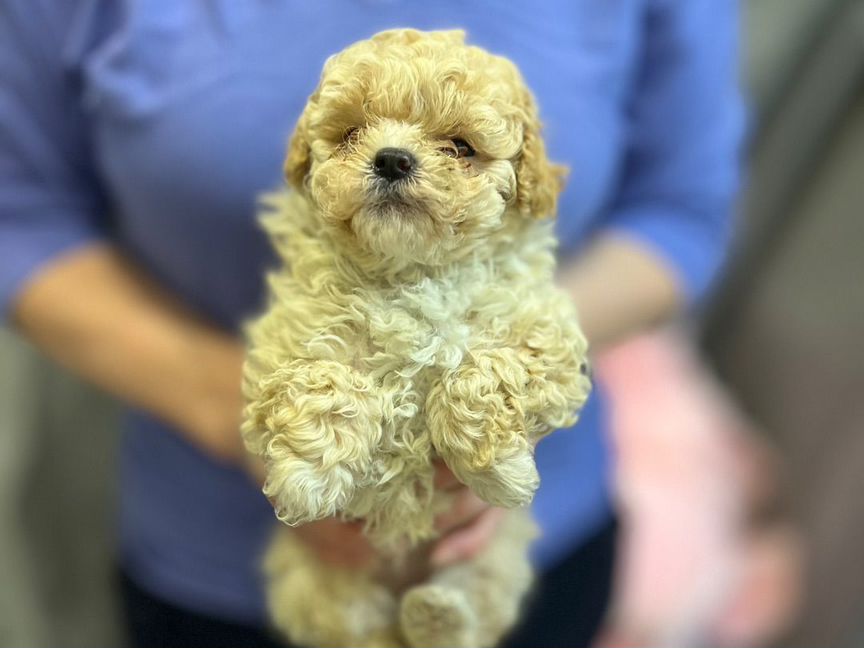 Мальтипу ф1 мини и микро