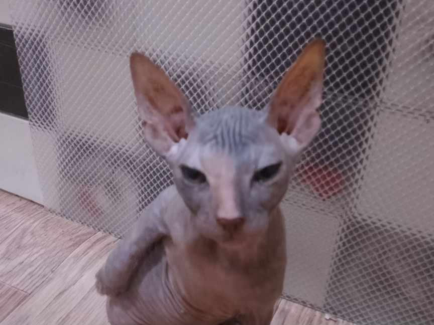 Канадский сфинкс котенок