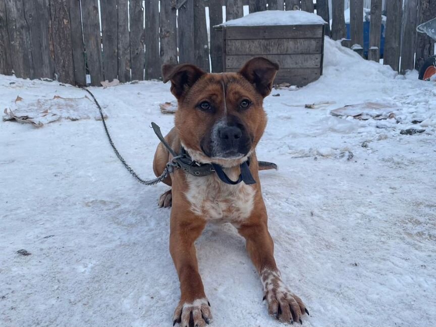 Собака в добрые руки