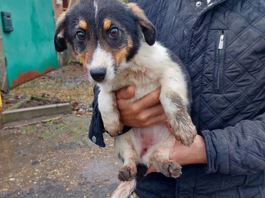 Щенок 3 месяца нужен дом