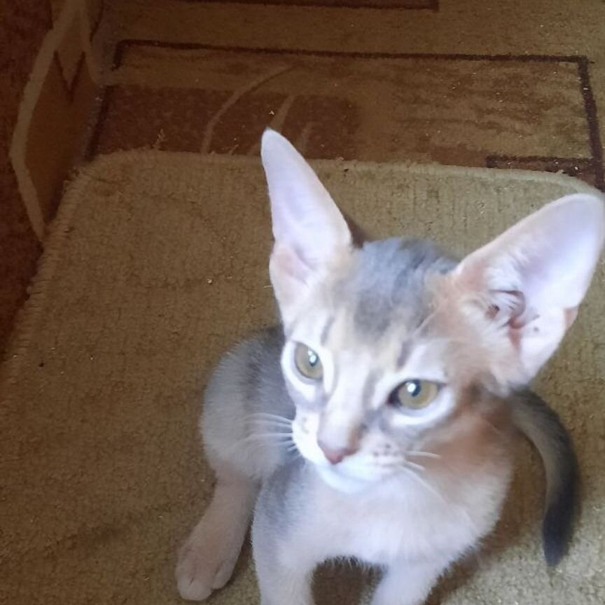 Абиссинские котята голубые