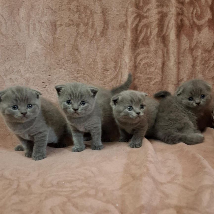 Вислоухие катята