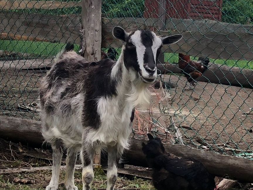 Коза дойная Заоненская