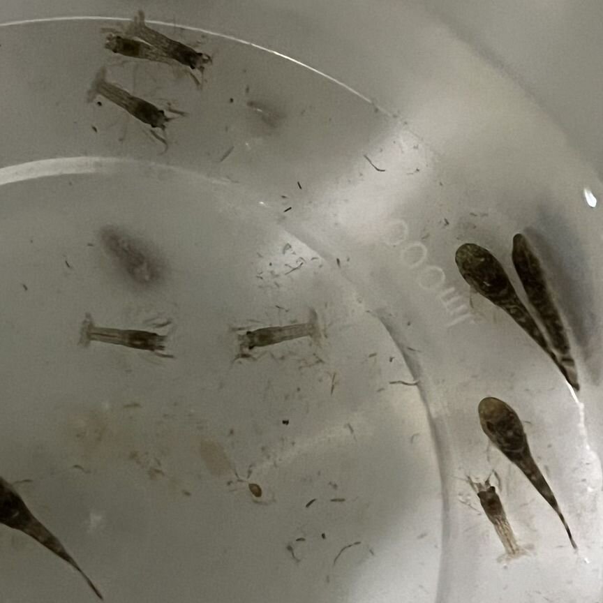 Рачки и сомики