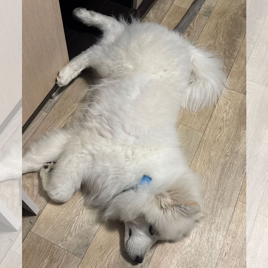 Самоедская собака, щенок