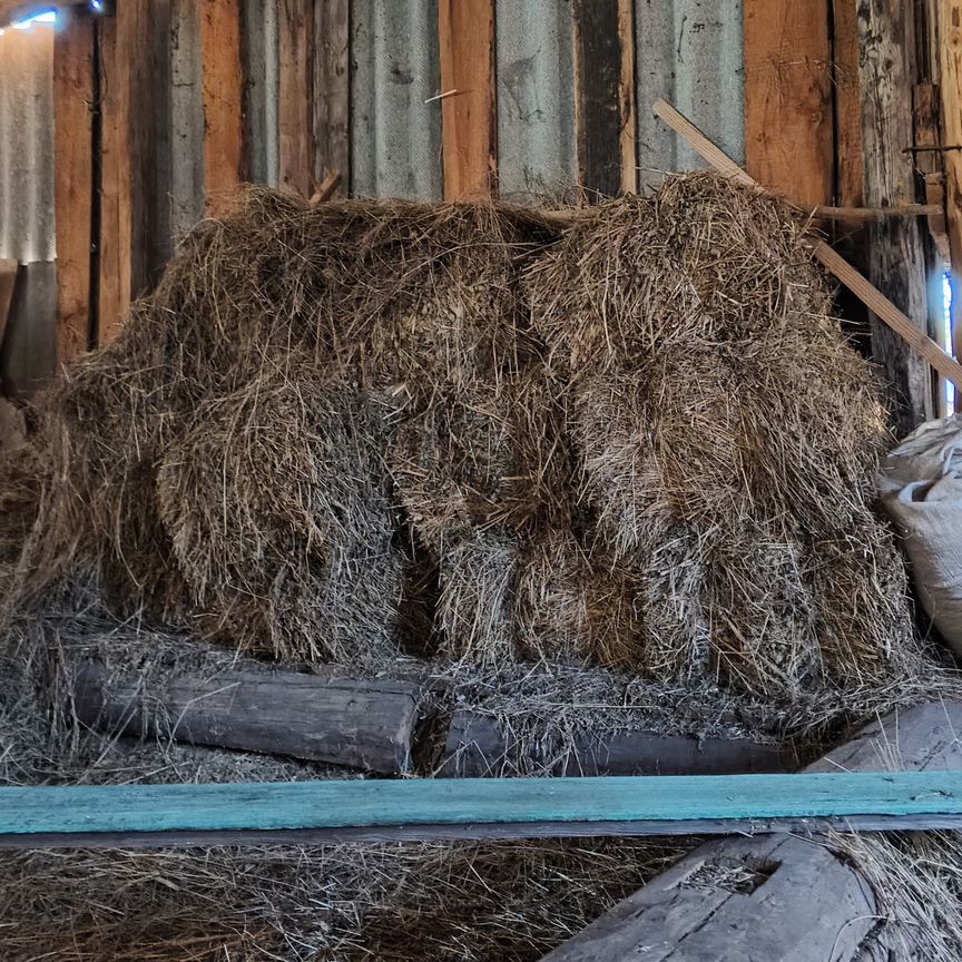 Сено отдам