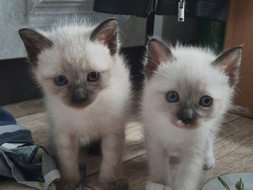 Сиамские котята