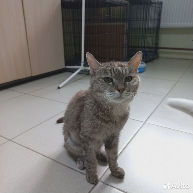 Кошечка Мурена, ей 4 года