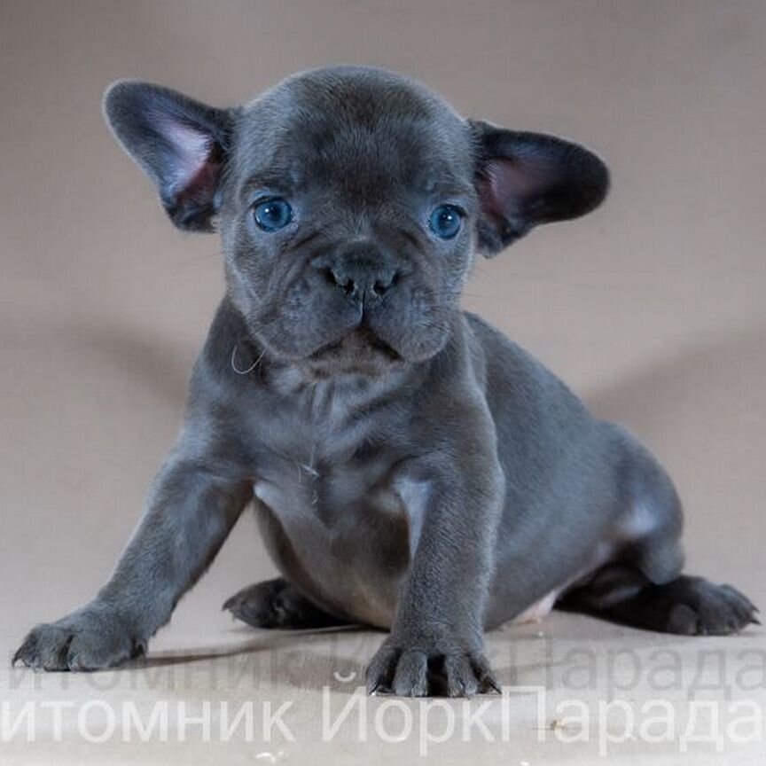 Французский бульдог мини
