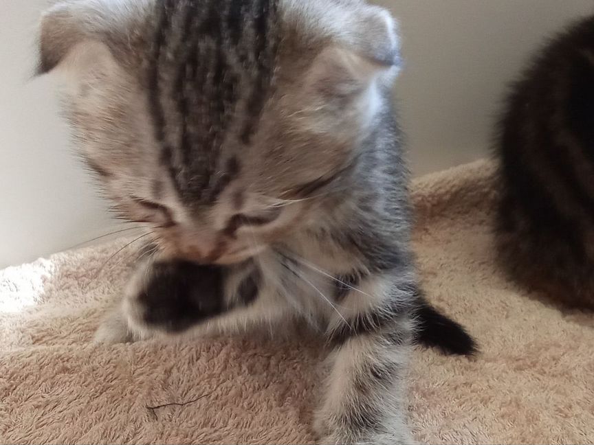 Вислоухие котята