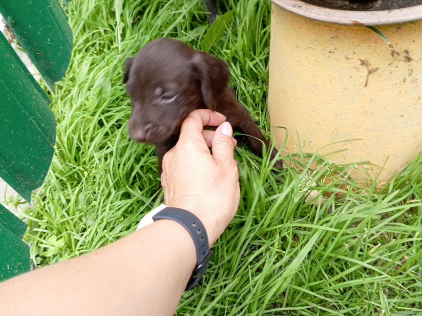 Продам щенят дратхаара