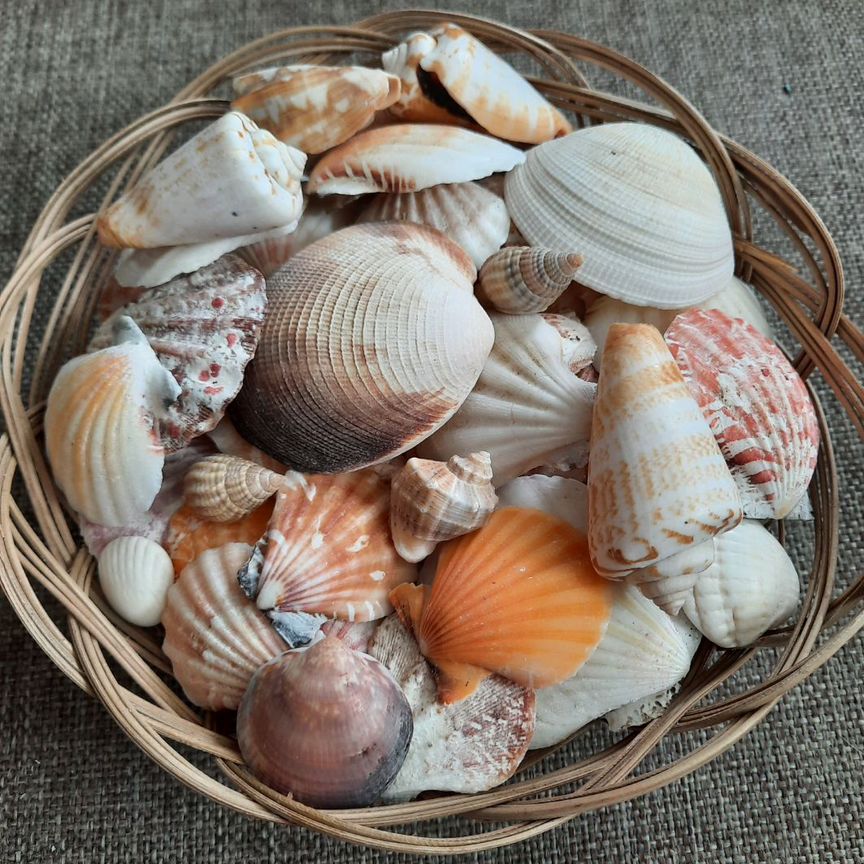 Ракушки с моря