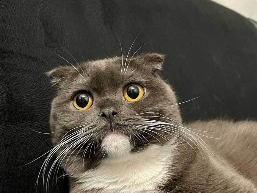 Шотландская вислоухая кошка бесплатно