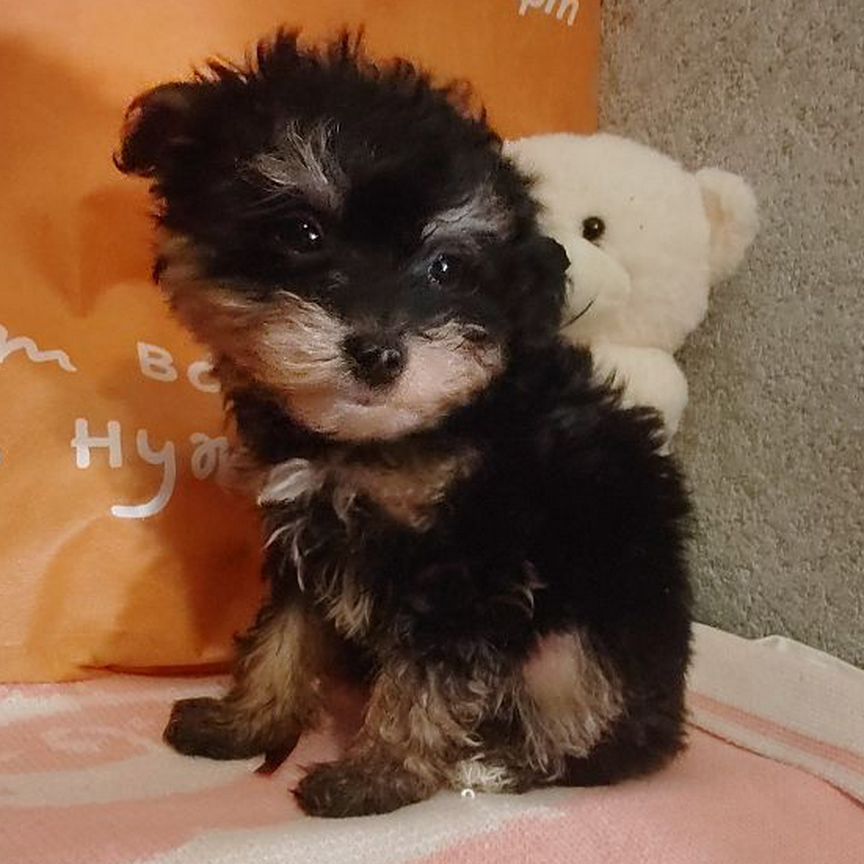 Йоркширский терьер, щенок