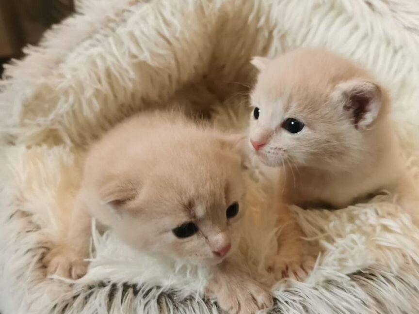 Котята