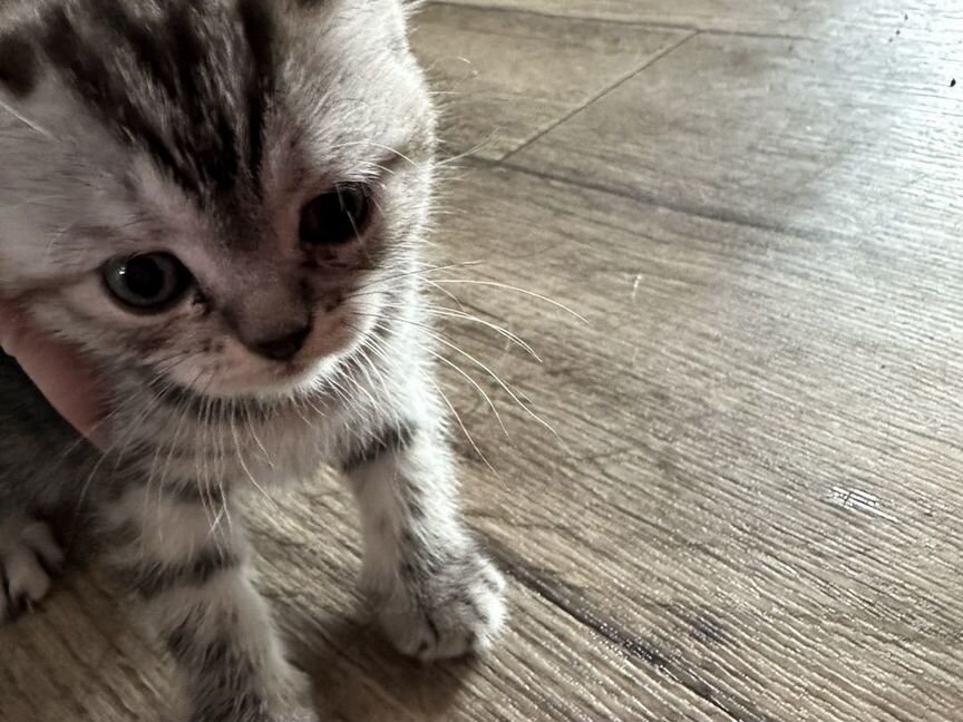 Скотиш страйт