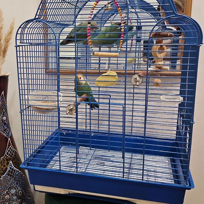 Попугай неразлучники с клеткой