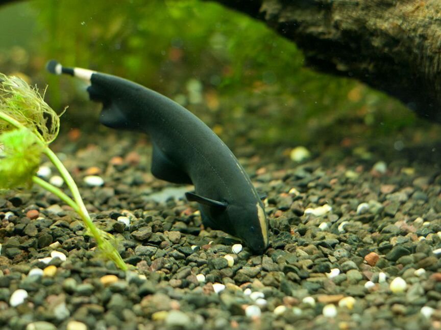 Рыба нож аптеронотус чёрный
