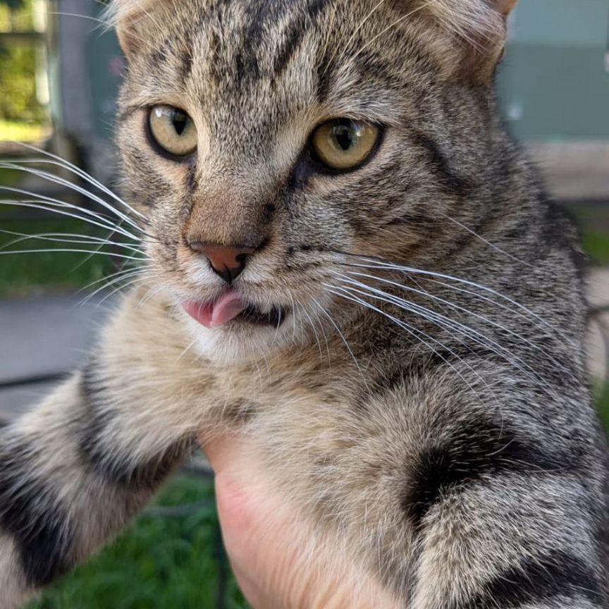 Домашний котик, до года, на улице