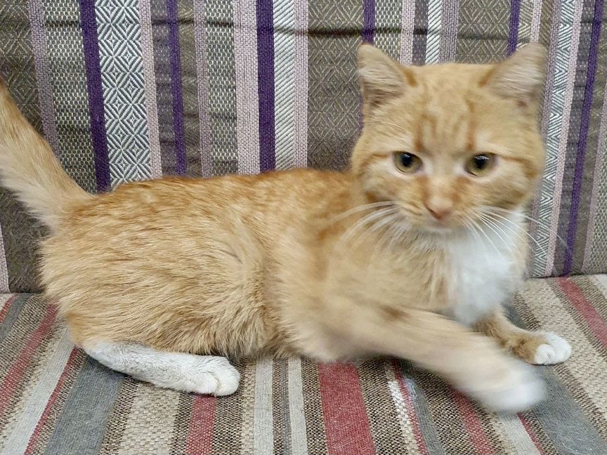 Приютите сироту