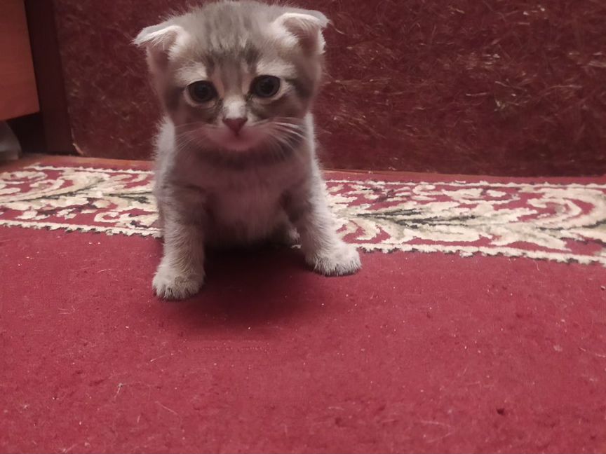 Котятки в добрые руки