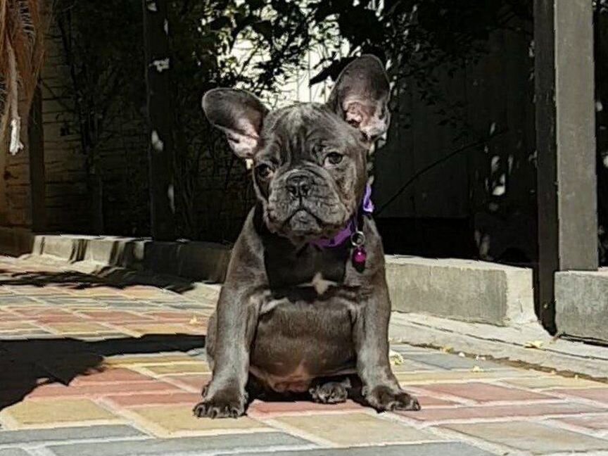 Французский бульдог