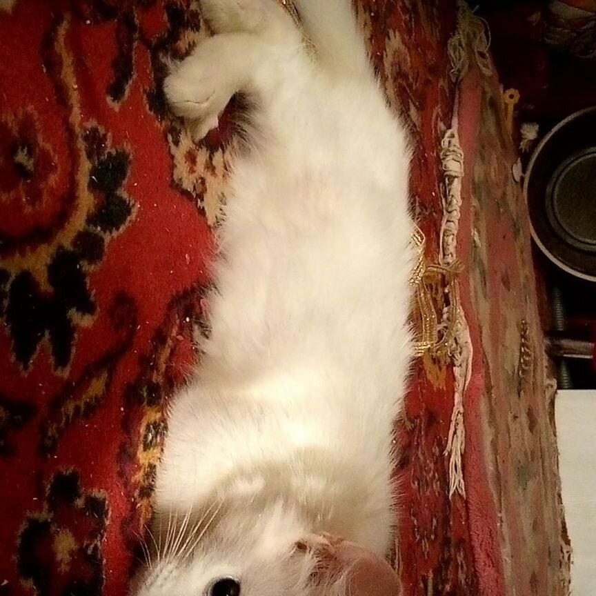 Турецкая ангора кошечка