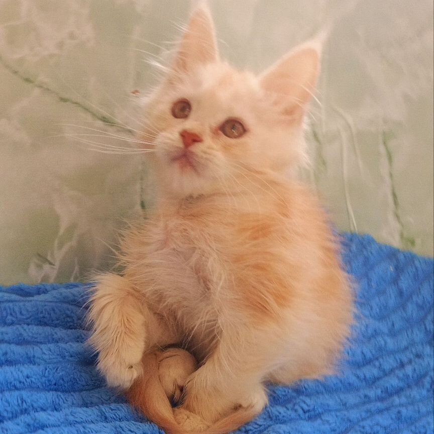 Котята мейн-кун
