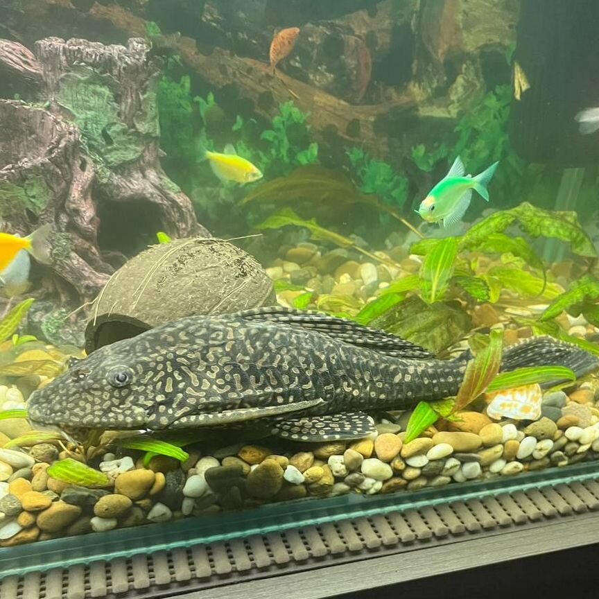 Анциструс сом