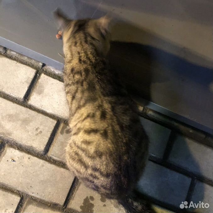 Найден кот, ищет добрые руки